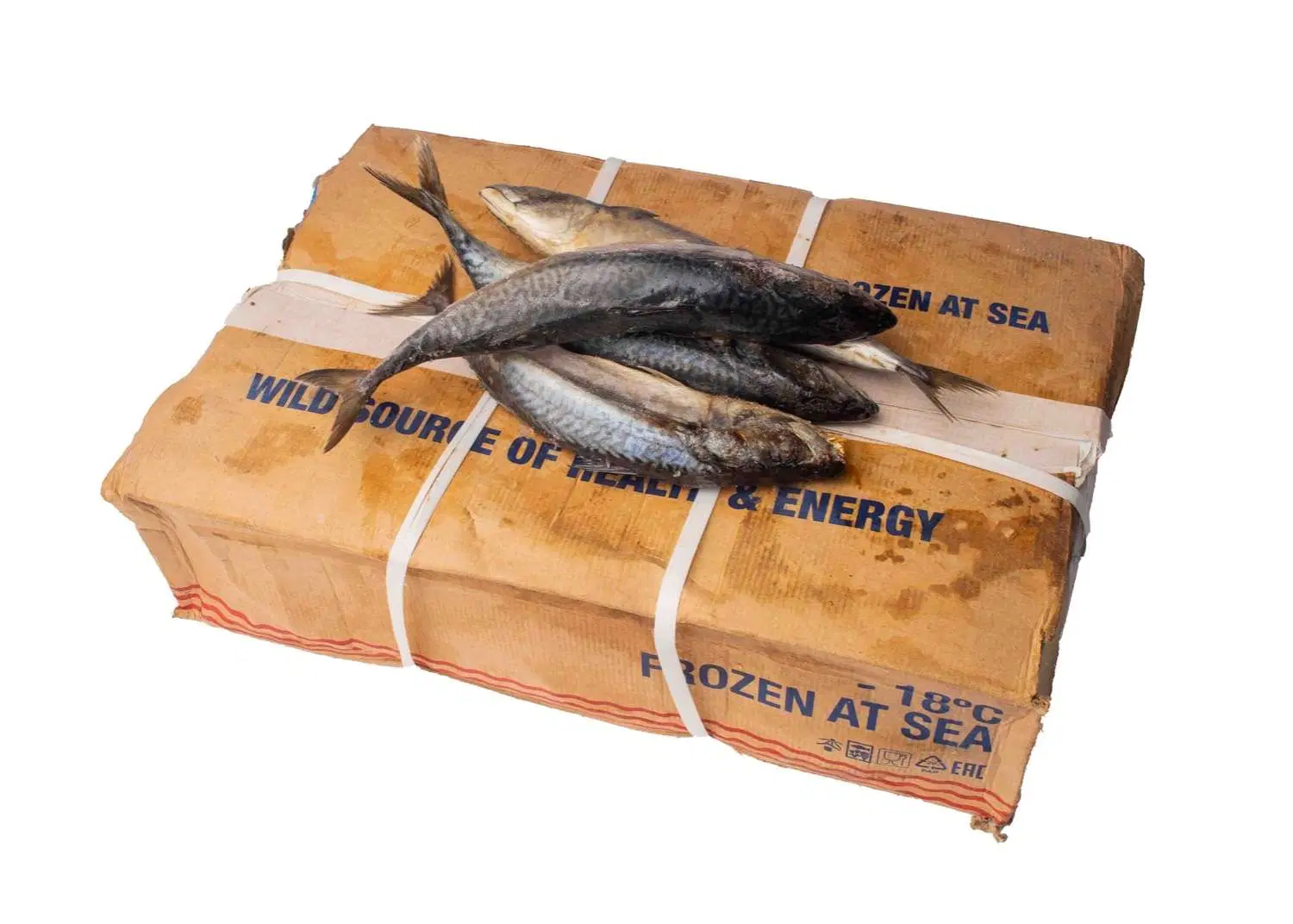 Fish - Titus/Mackerel (carton) | SundryAgro