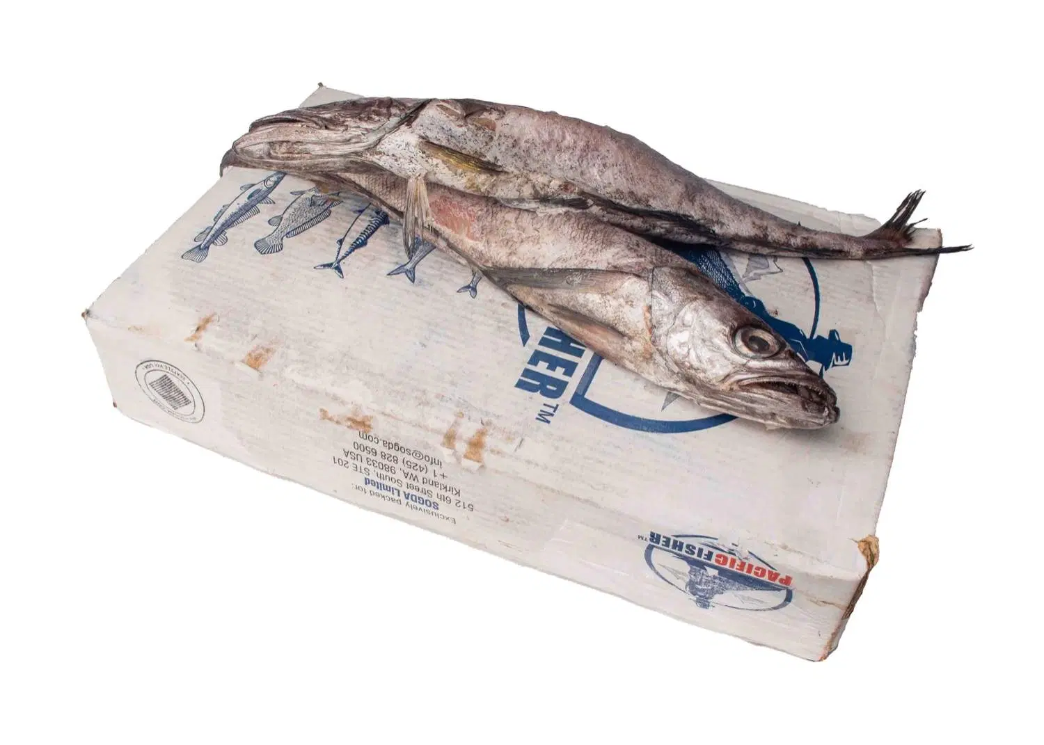 Fish - Hake (carton) | SundryAgro
