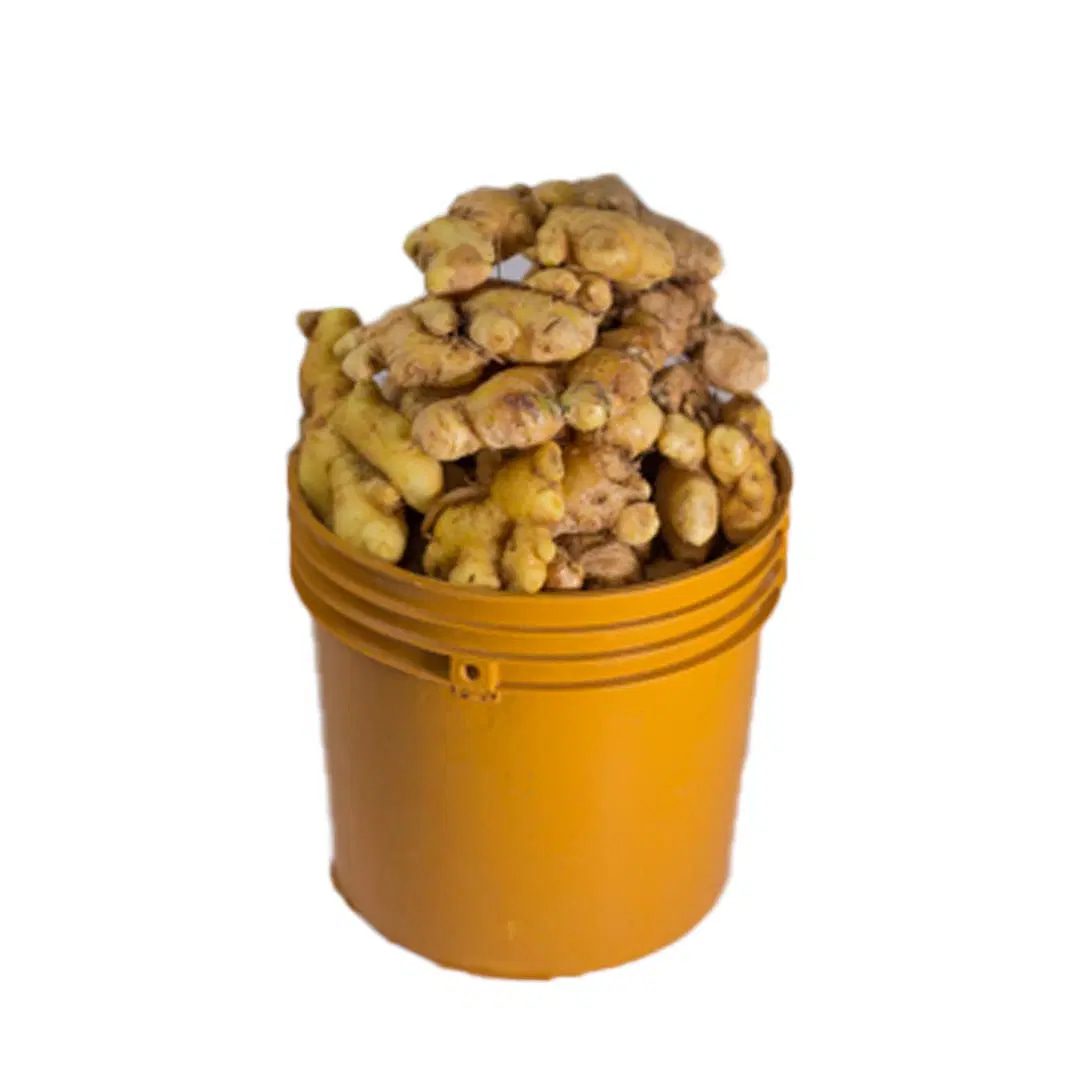 Ginger (paint bucket) | SundryAgro