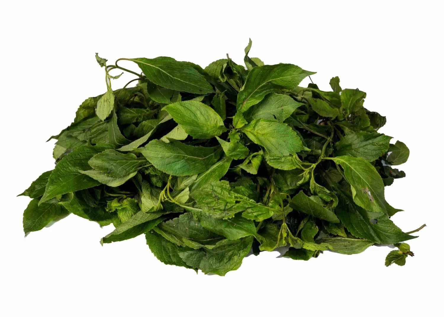 Scent Leaf/Efirin (bunch) | SundryAgro