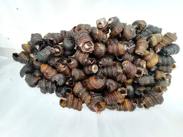 Periwinkle (with shell, 500g) | SundryAgro