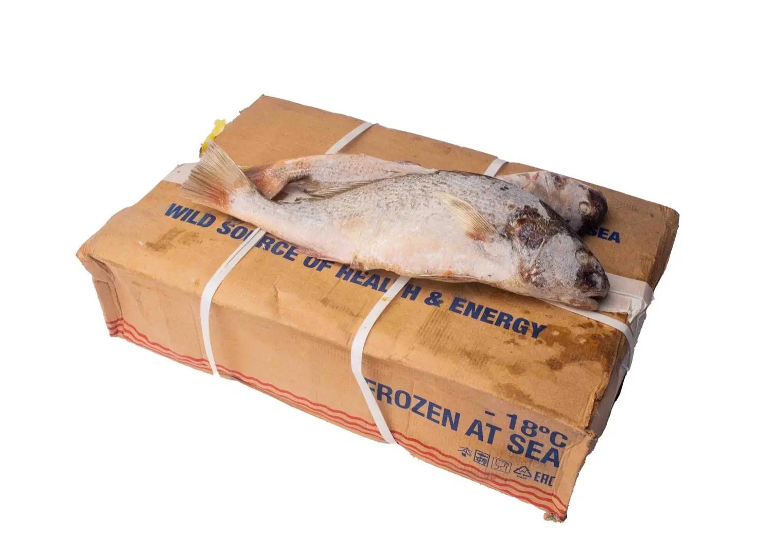 Fish - Croaker (Carton) | SundryAgro